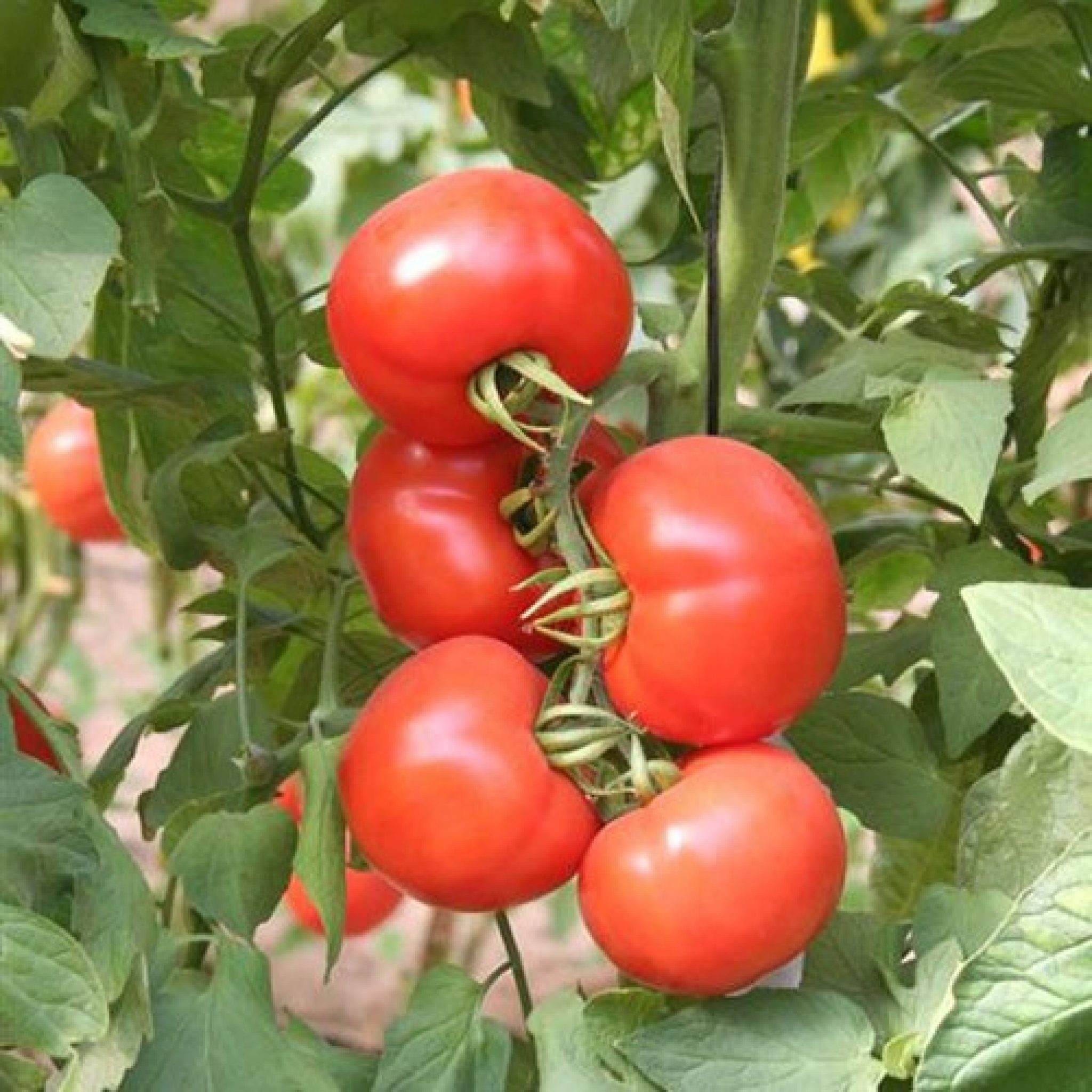 PHILO – Vegetable Seeds