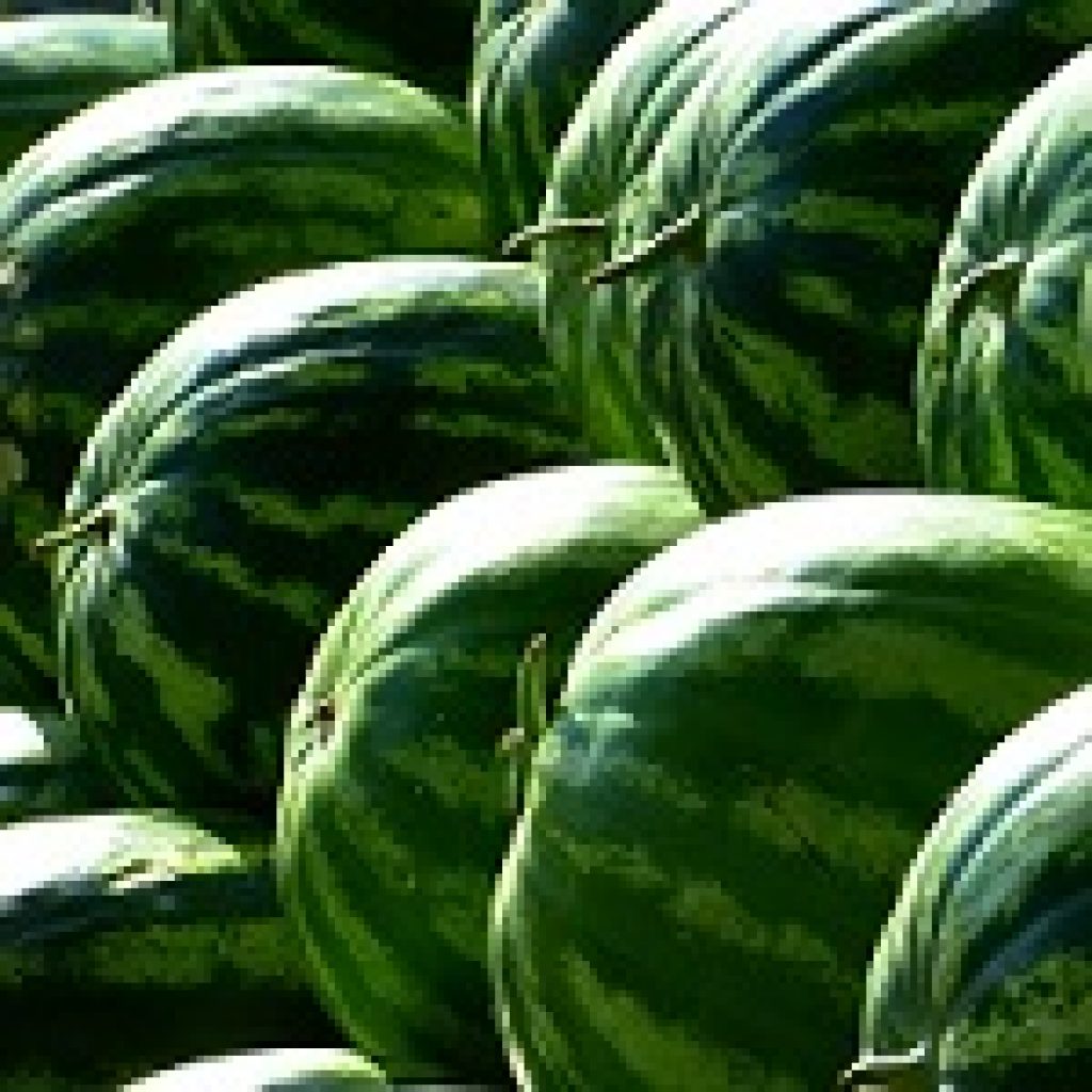 Watermelon Seeds Global – Vegetable Seeds