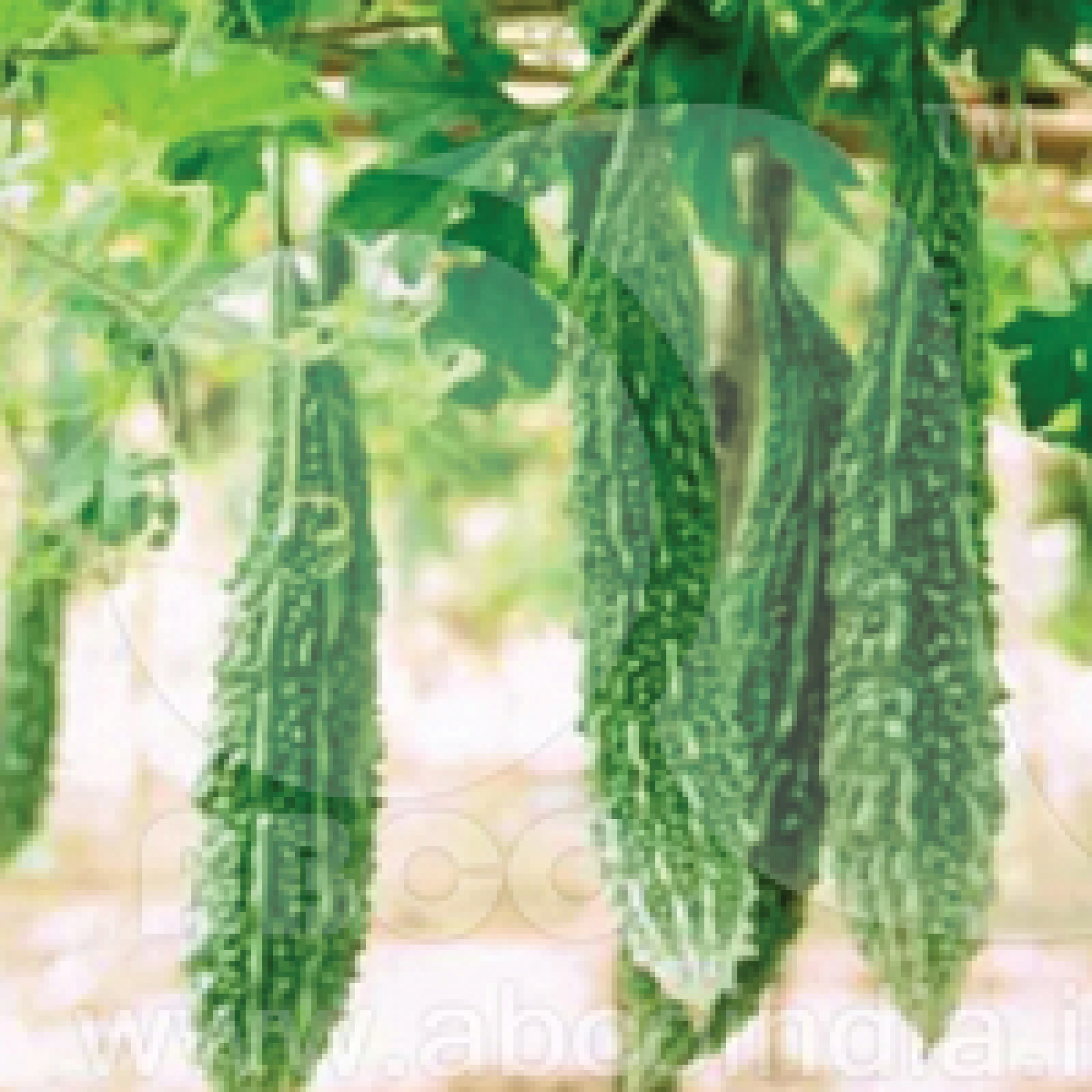Bitter Gourd K. Tara - Vegetable Seeds