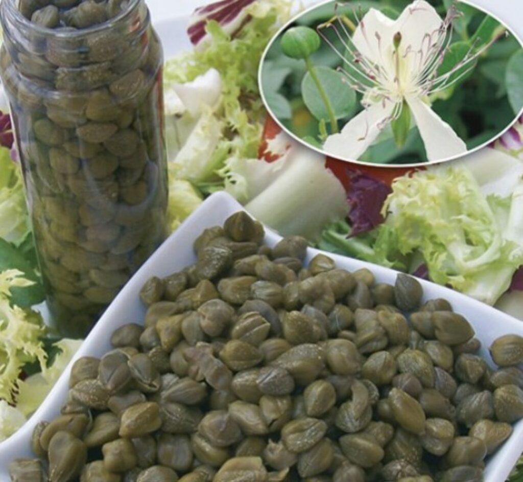 Capers – Vegetable Seeds