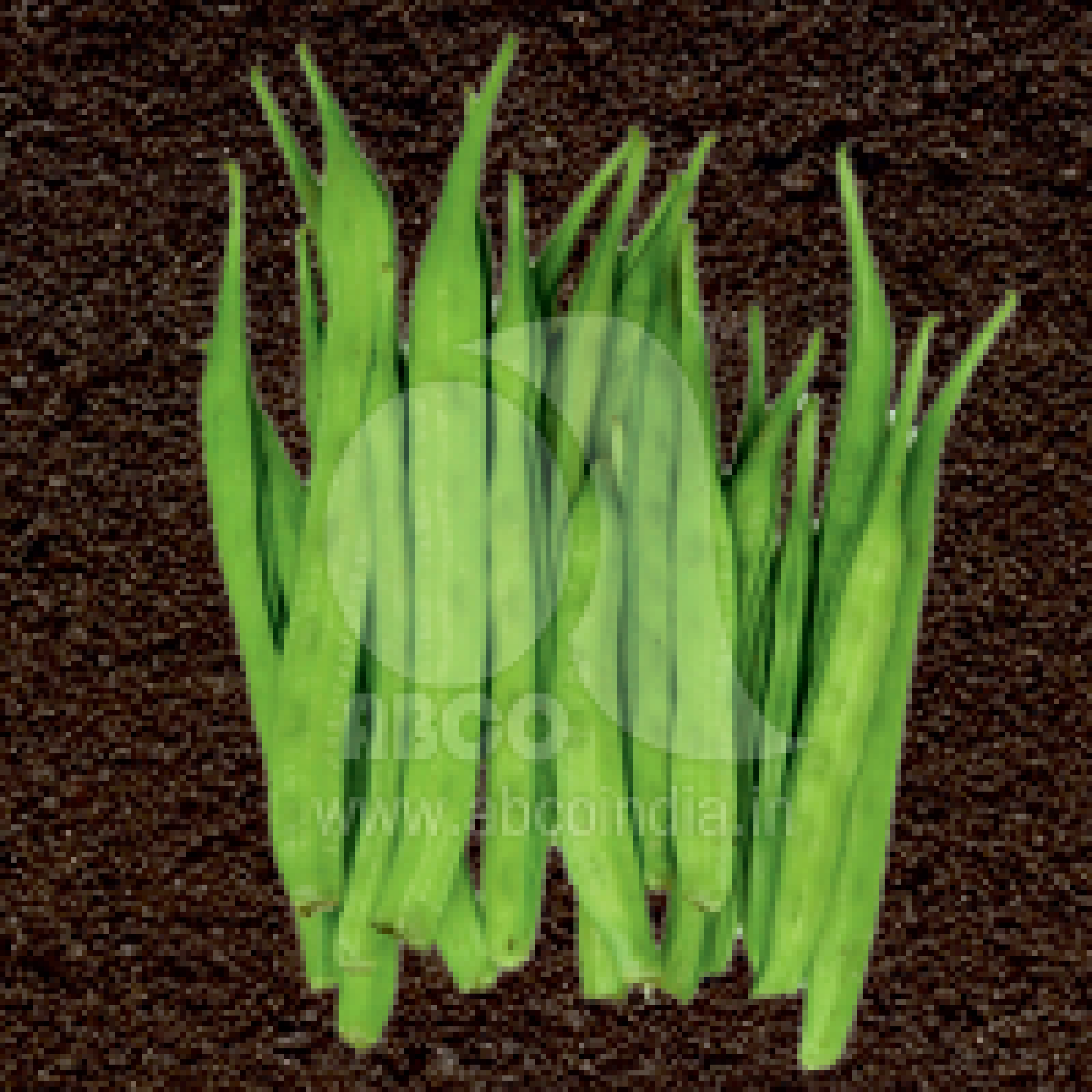 Cluster Bean P.N.B - Vegetable Seeds