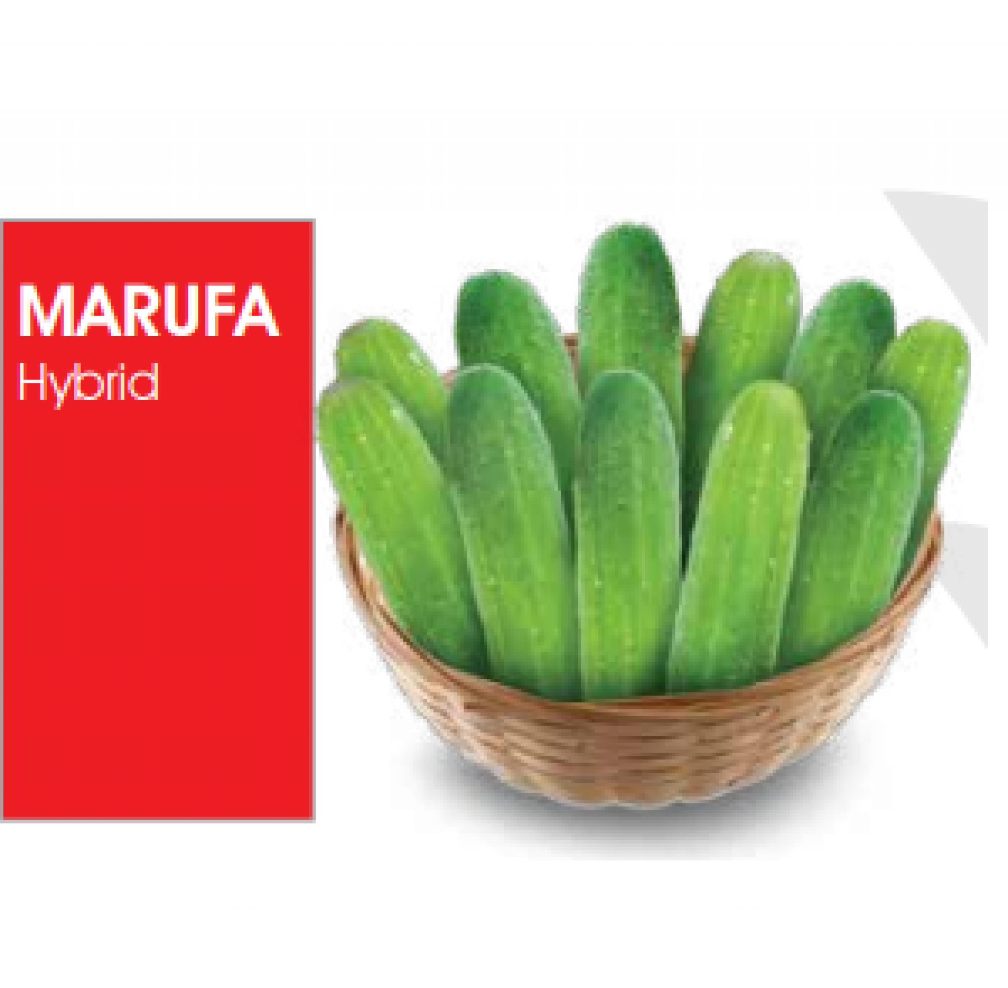 Cucumber Marufa – Vegetable Seeds