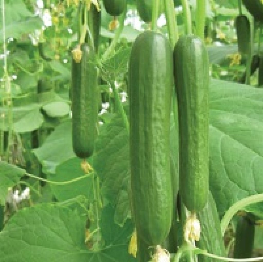 Karim F1 Vegetable Seeds