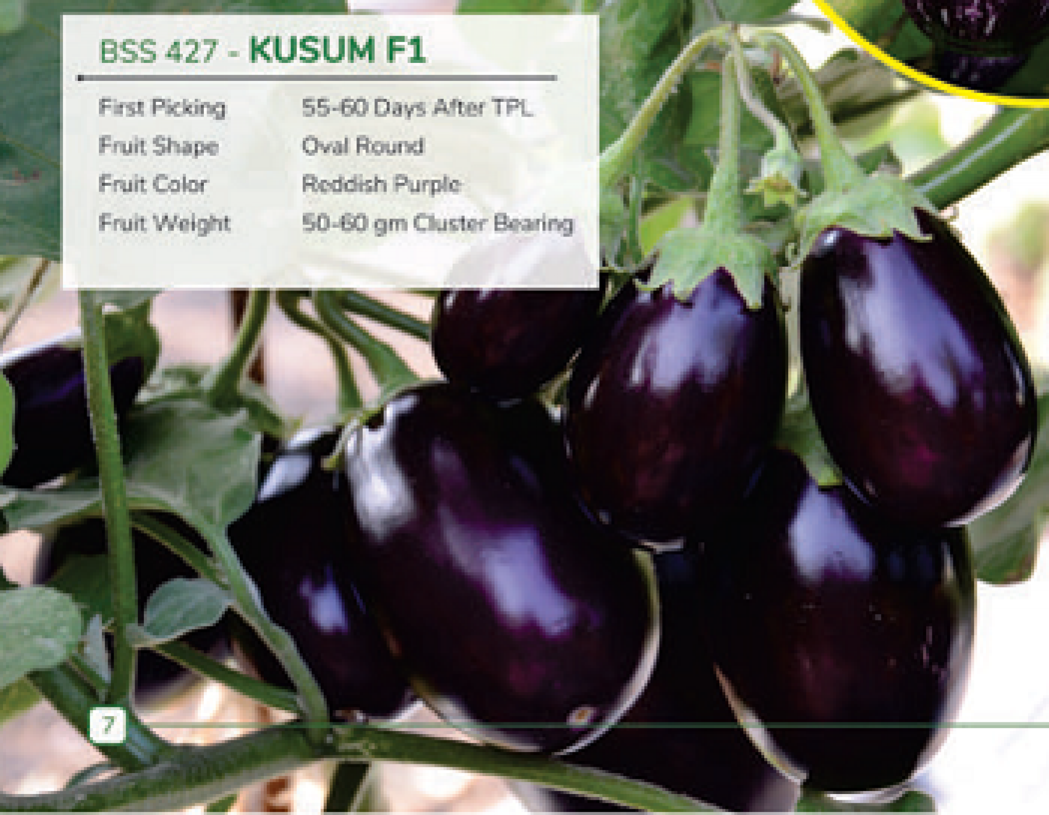 Kusum F1 – Vegetable Seeds