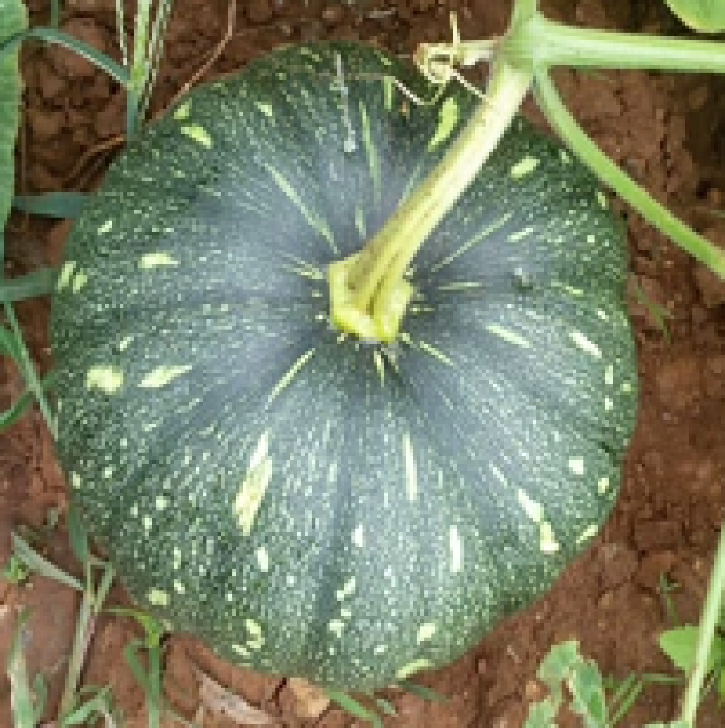 Pumpkin Best – Vegetable Seeds